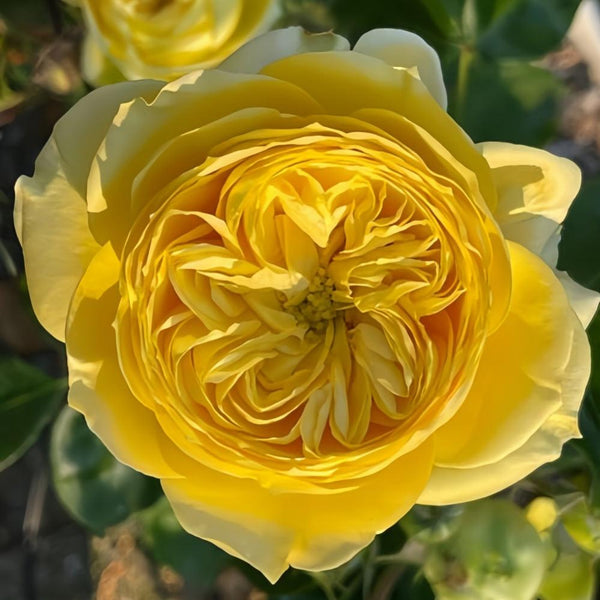 Catalina Rose Plant: Heat-Resistant Tri-Color – Rose_Explosion