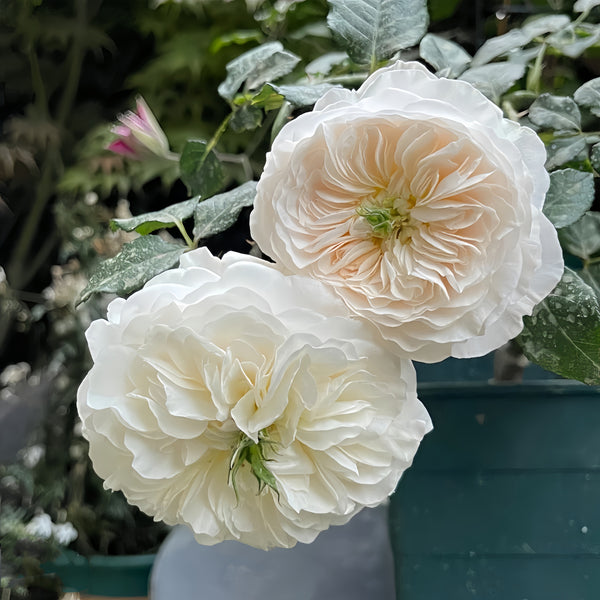 Charity Rose Plant(David Austin)|慈善/善举 – Rose_Explosion