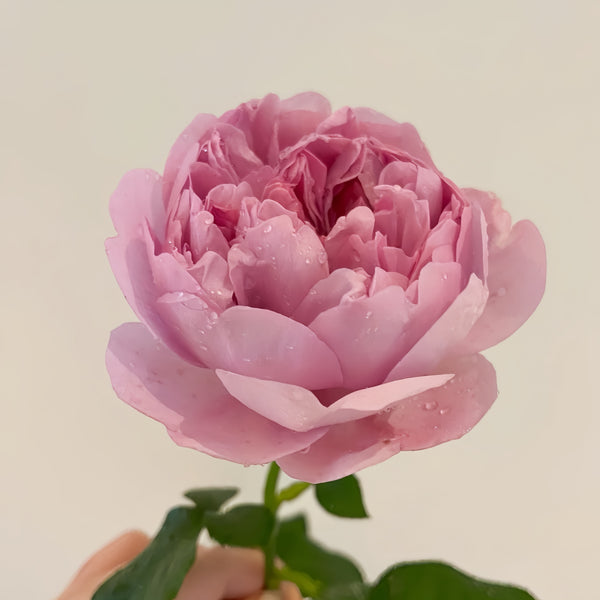Charles Rennie Mackintosh Rose(David Austin)|麦金塔 – Rose_Explosion