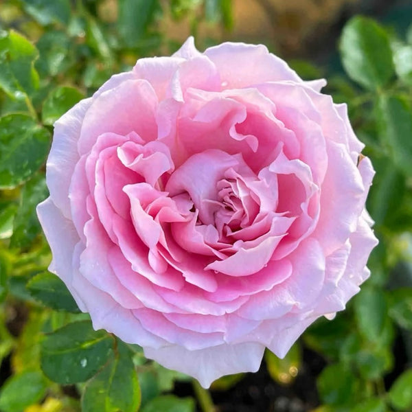 Charme Rose Plant｜魅力绸缎 – Rose_Explosion