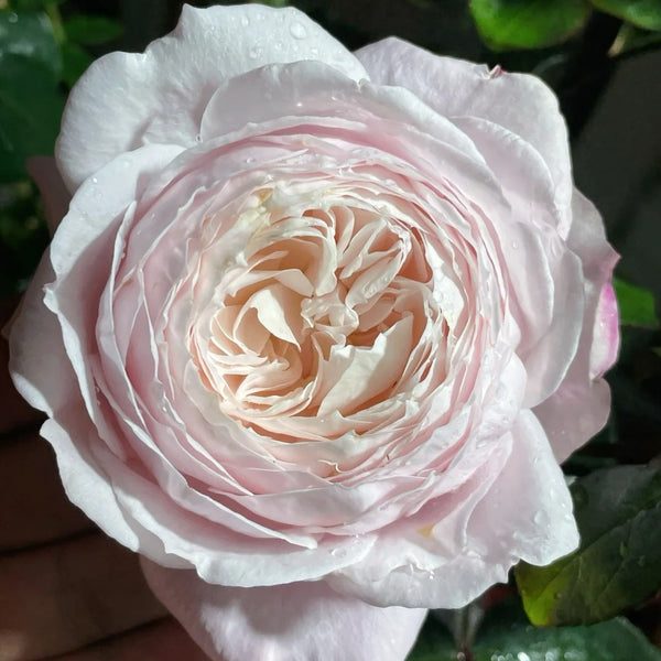 Cherry Antique Rose Plant – Timeless Beauty for Your Rose Garden – Rose ...