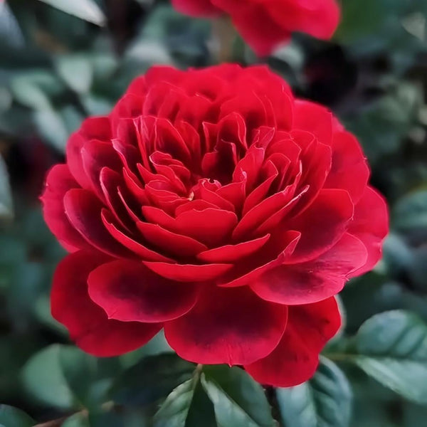 Cherry Juicy Terrazza Rose Plant - Vibrant Blooming Rose for Gardens ...