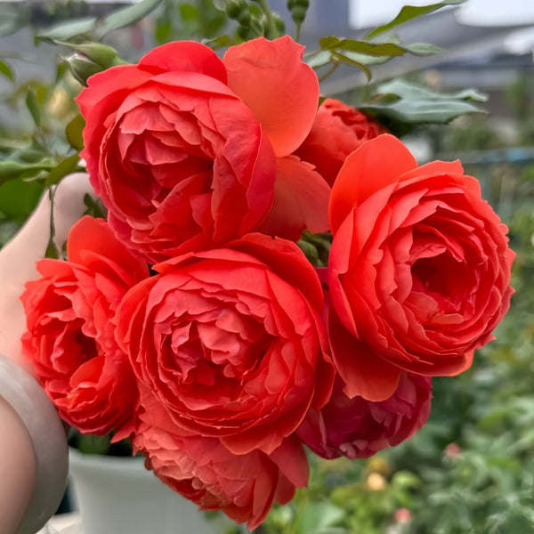 Chi Yan Rose Plant|炽焱 – Rose_Explosion
