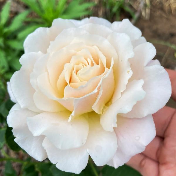 Chou Chou Rose Plant｜闪闪发光 – Rose_Explosion