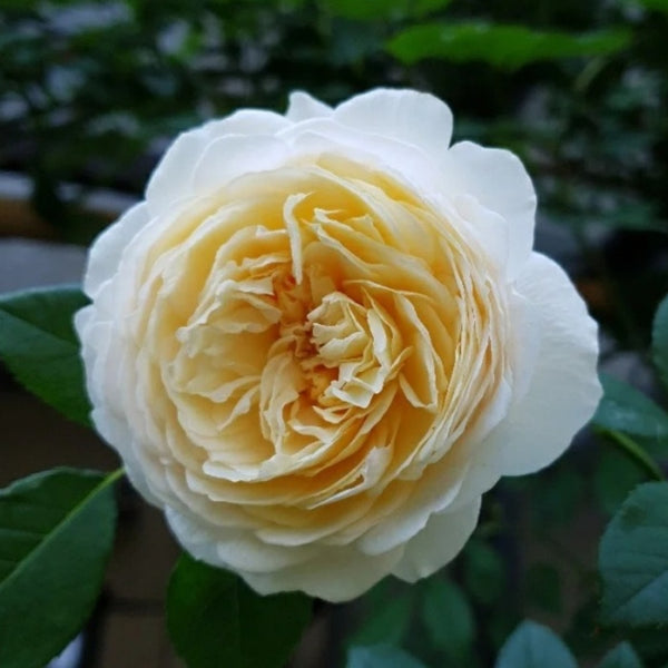 Claire Austin Rose: Elegant Blooms & Timeless Climbing Beauty – Rose ...