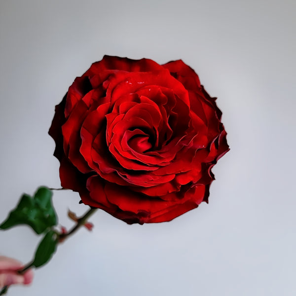 Cola Rose Plant | 可乐 – Rose_Explosion