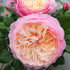 Constance Rose: Timeless Beauty for Your Garden – Rose_Explosion