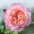Constance Rose: Timeless Beauty for Your Garden – Rose_Explosion
