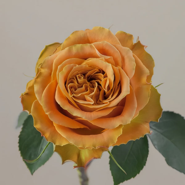 Copper Kiss Rose Plant|铜吻 – Rose_Explosion
