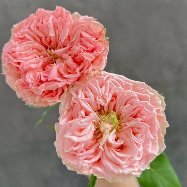 Country Spirit Girl Rose Plant|乡村女孩 – Rose_Explosion
