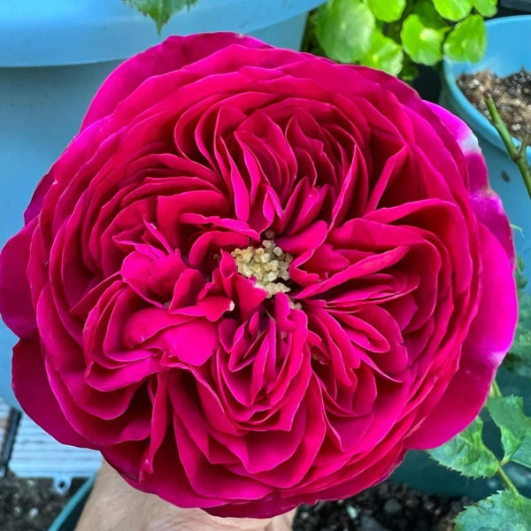 Darcey Rose – Vibrant Crimson Austin Rose – Rose_Explosion