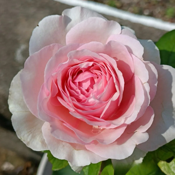 Dark Pink Monalisa Rose Plant | 深粉蒙娜丽莎 – Rose_Explosion