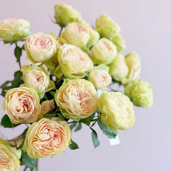 Darlene Rose Plant | 抹茶小小酥 – Rose_Explosion
