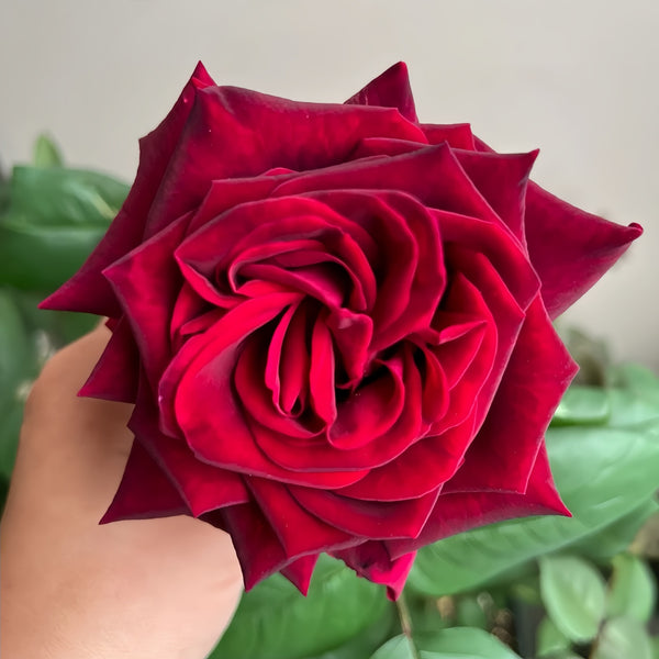 Deep Secret Rose Plant|绝密 – Rose_Explosion