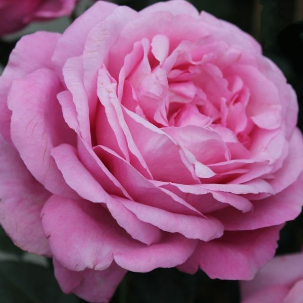 Desirée Rose Plant ｜德西里 – Rose_Explosion