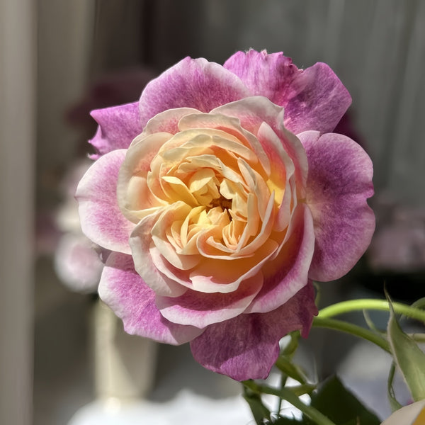 Diablesse de Mers Rose Plant|恶魔的海洋 – Rose_Explosion