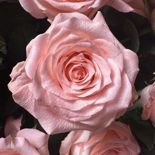 Diana Rose Plant｜戴安娜 – Rose_Explosion