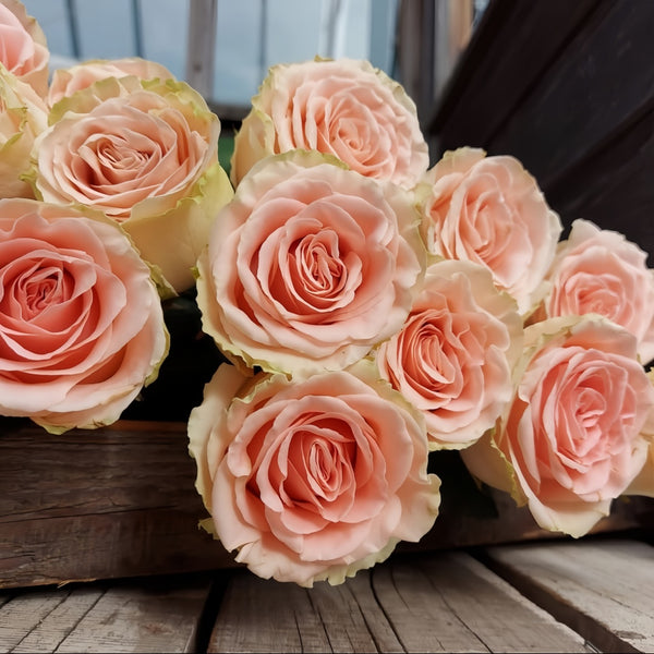 Doris Day Rose Plant|多丽丝·戴 – Rose_Explosion