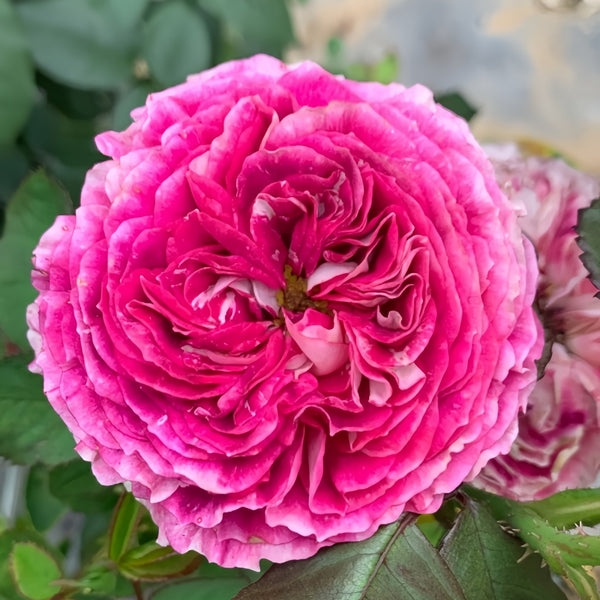 Dory Rose Plant|多莉 – Rose_Explosion