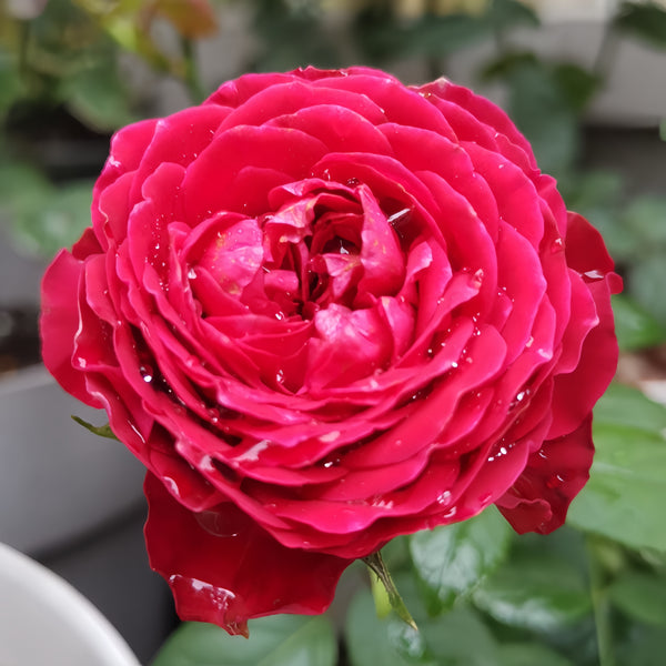 Dracula's Kiss Rose Plant|吸血鬼之吻 – Rose_Explosion