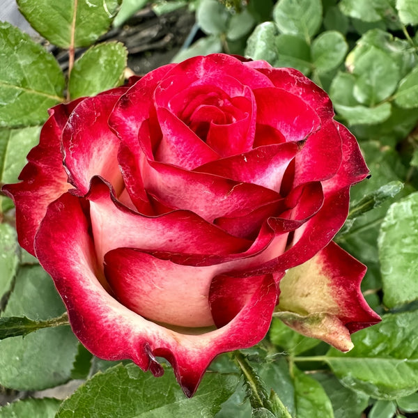 Ducati Rose Plant|杜卡迪 – Rose_Explosion