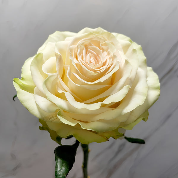 Dynamic Rose Plant|琉璃翠 – Rose_Explosion