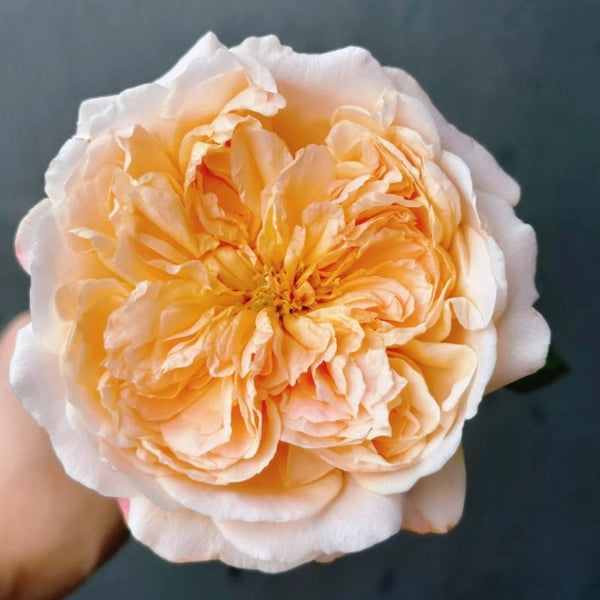 Edith's Darling Rose – Fragrant Austin Rose Elegance – Rose_Explosion