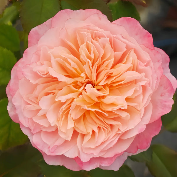Edith's Darling Rose – Fragrant Austin Rose Elegance – Rose_Explosion