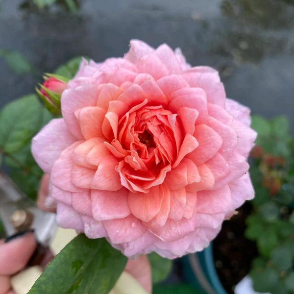 Eisvogel Rose Plant - Vibrant Blooms for a Beautiful Garden – Rose ...