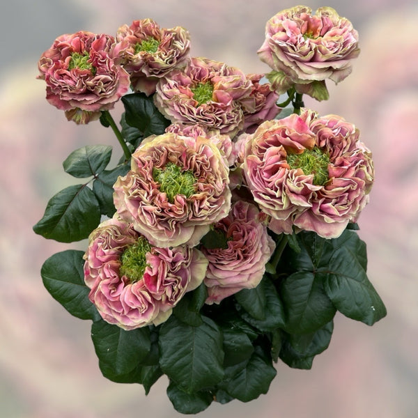 El Patron Rose Plant｜埃尔帕特隆 – Rose_Explosion