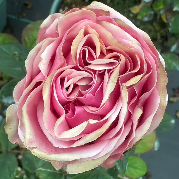 Constance Rose: Timeless Beauty for Your Garden – Rose_Explosion