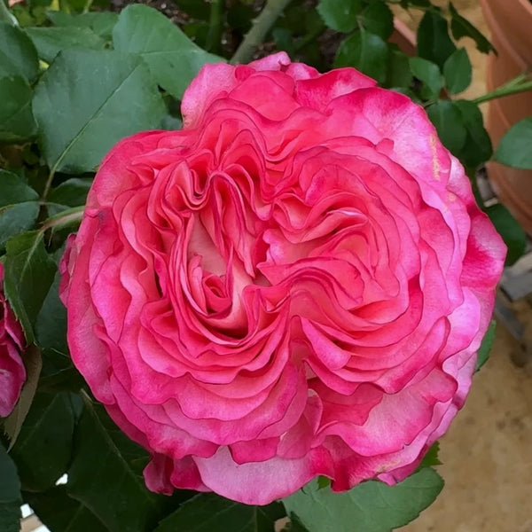 Enchantment Rose Plant | 魅力玫瑰 – Rose_Explosion