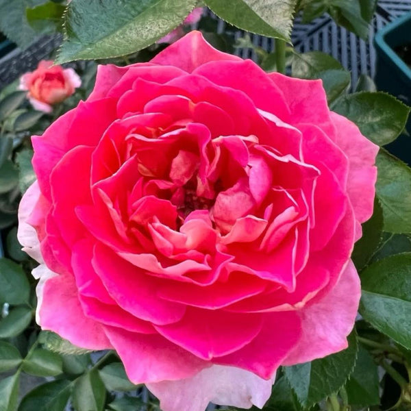 Esprit de Paris Rose Plant - Elegant Blooms for Your Garden – Rose ...