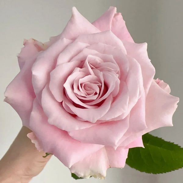 Faith Rose Plant｜信仰 – Rose_Explosion