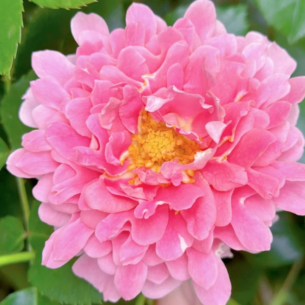 Fancy Rufle Rose Plant｜梦幻折边 – Rose_Explosion