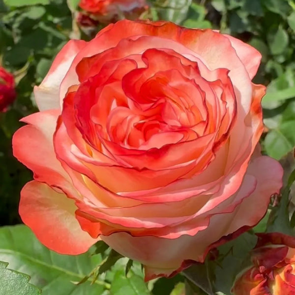 Farfalla Rose Plant｜法尔法拉 – Rose_Explosion