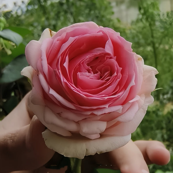 Monique Darve Rose Plant | 莫妮卡戴维 – Rose_Explosion