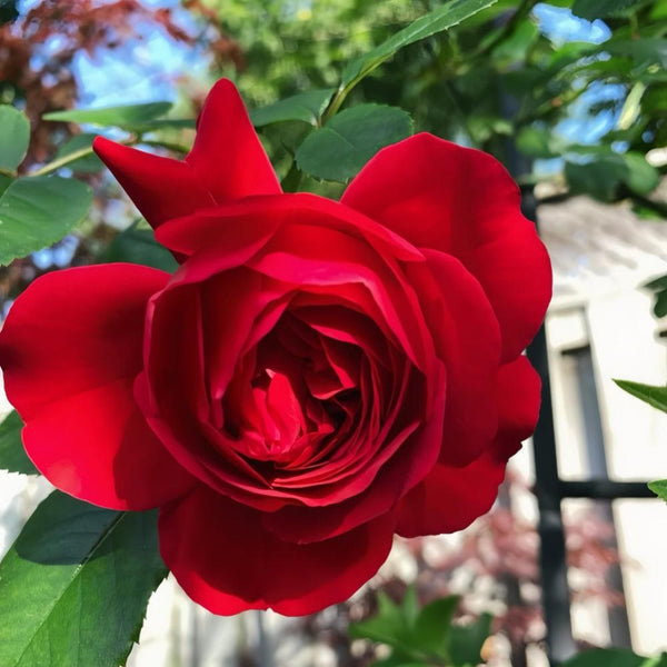 Florentina Rose Plant - Gorgeous Blooms for Your Dream Garden – Rose ...