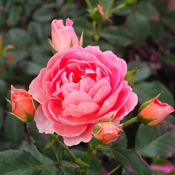 Fragrance King Terrazza Rose Plant｜芳香王阳台 – Rose_Explosion