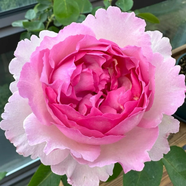 Fragrance of Fragrances Rose Plant｜伊芙魂之香水 – Rose_Explosion