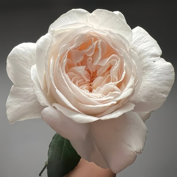 Fragrant Snow Rose Plant|香腮雪 – Rose_Explosion