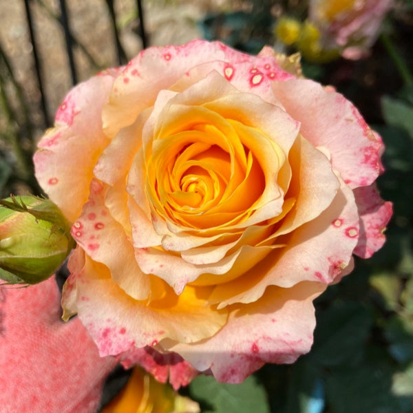 Free Spirit Rose Plant ｜自由精灵 – Rose_Explosion