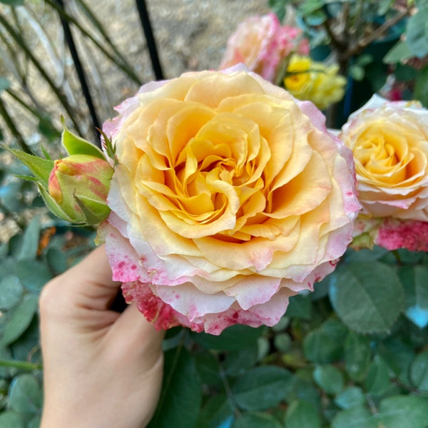 Free Spirit Rose Plant – Vibrant Orange & Pink Blooms | Rose Explosion ...