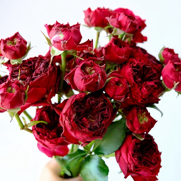 Frozen Summerhouse Rose Plant|冰雪山庄 – Rose_Explosion