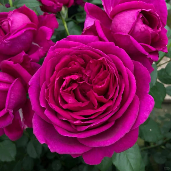Fur Elise Rose Plant｜致爱丽丝 – Rose_Explosion