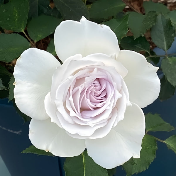 Gabriel Rose Plant|加百列大天使 – Rose_Explosion