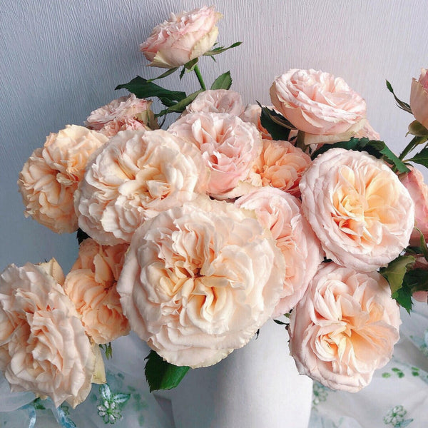Gentle Trendsetter Rose Plant - Chic Blooms for Your Garden Oasis ...