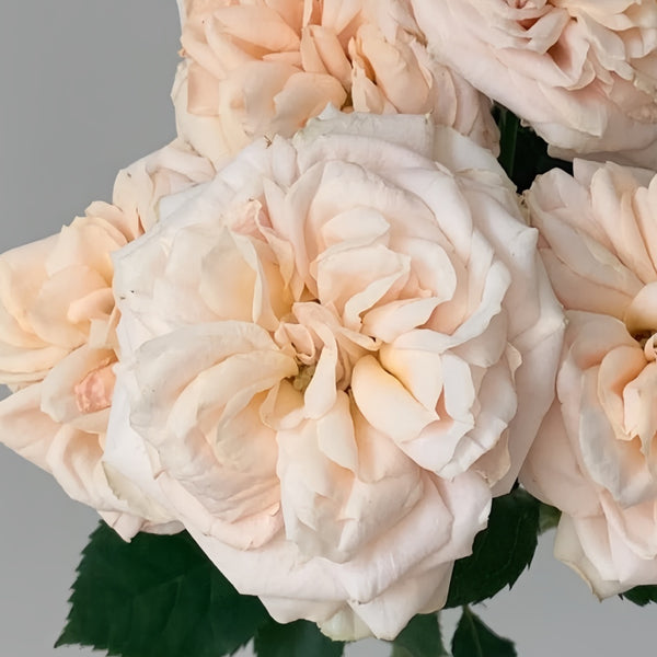 Gentle Trendsetter Rose Plant - Chic Blooms for Your Garden Oasis ...