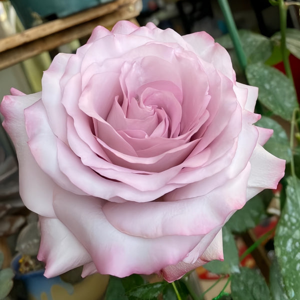 Glamorous Rose Plant ｜气场玫瑰 – Rose_Explosion
