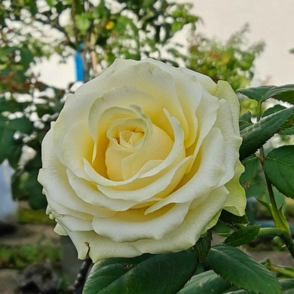 Glazed Green Rose Plant – A Stunning Addition to Your Garden – Rose ...